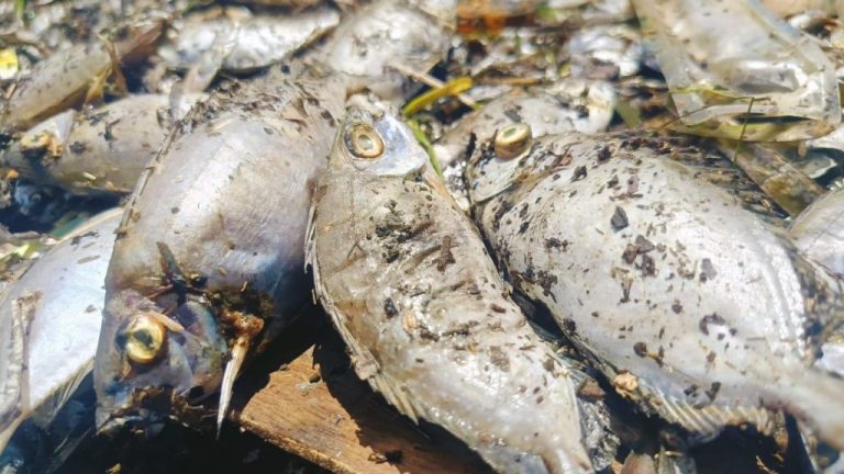 Menguak Misteri Ikan Mati Terdampar di Perairan Ternate dalam Tiga ...